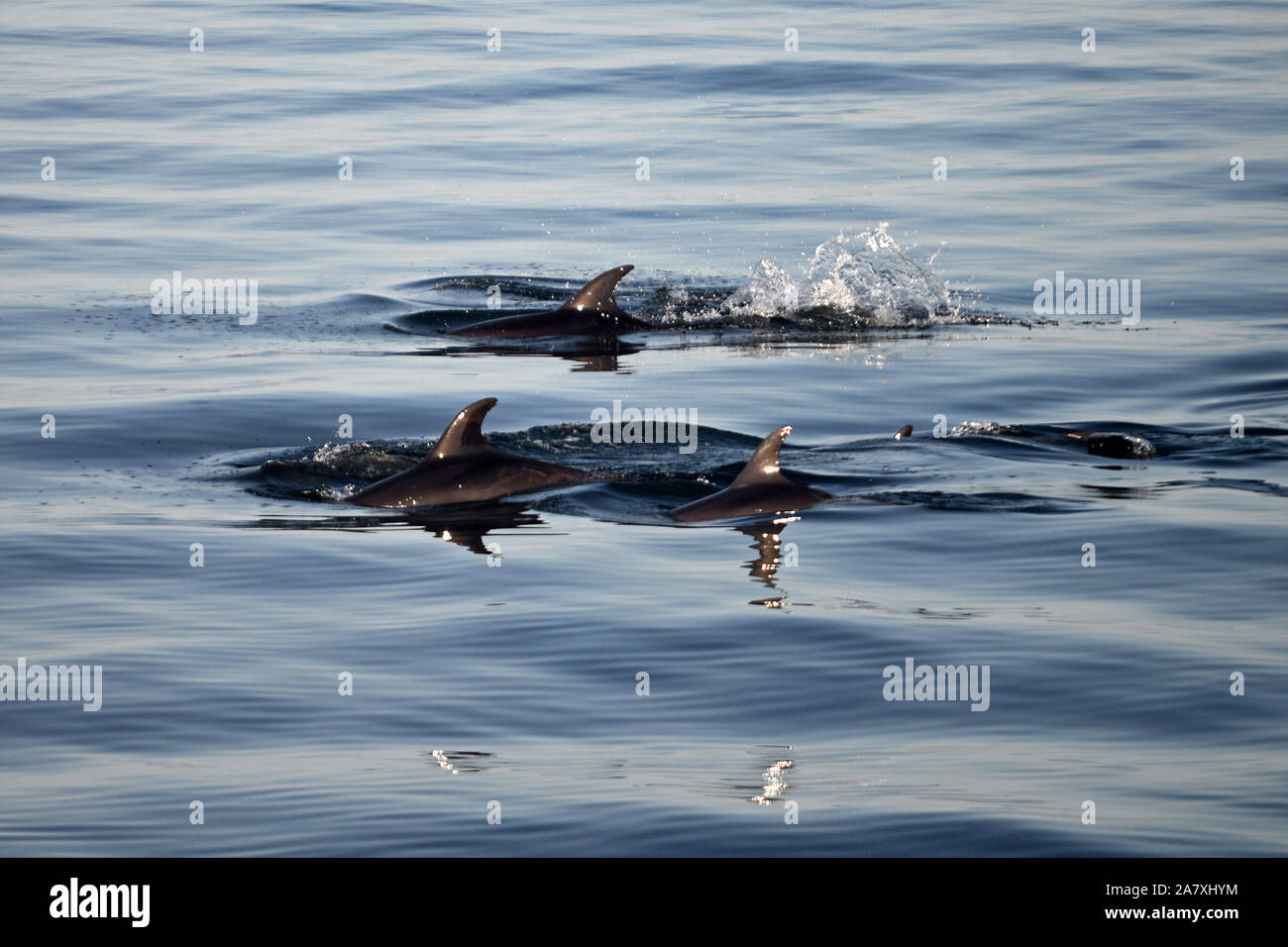 Fauna Sea Of Cortez High Resolution Stock Photography and Images - Alamy