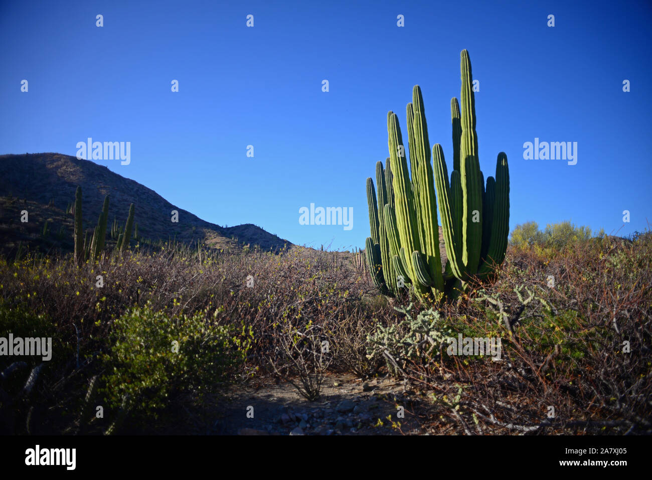 Mexican Giant Cardon Cactus High Resolution Stock Photography and ...