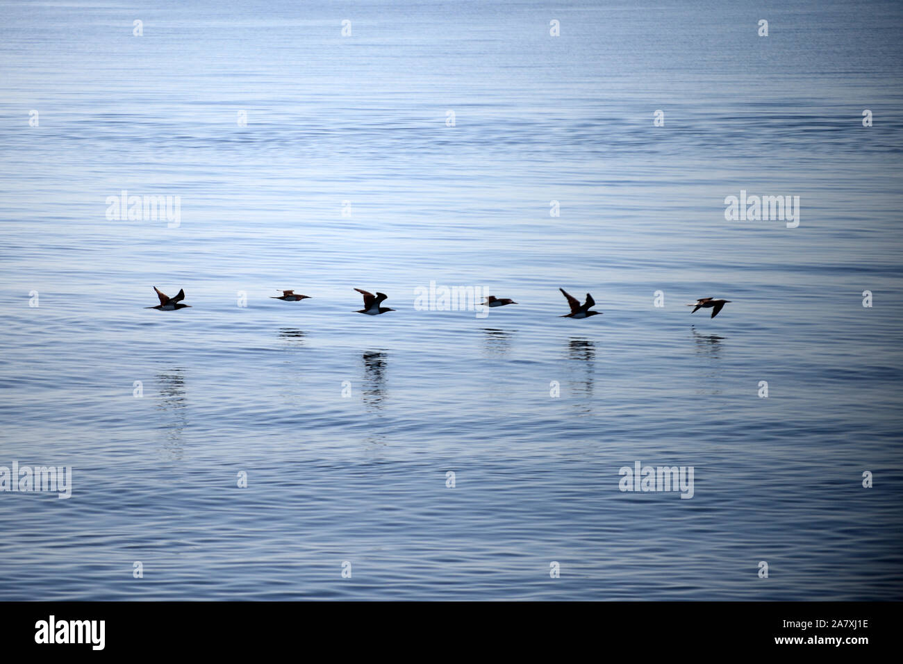 Flock of birds fly in line formation, Sea of Cortez, Baja California ...