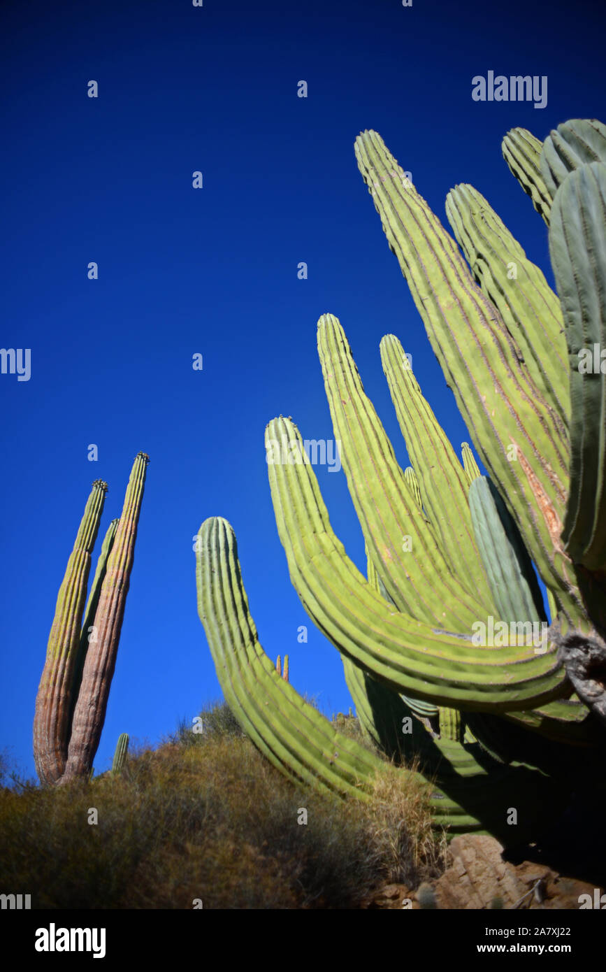 A large Mexican giant cardon cactus (Pachycereus pringlei) on Isla ...