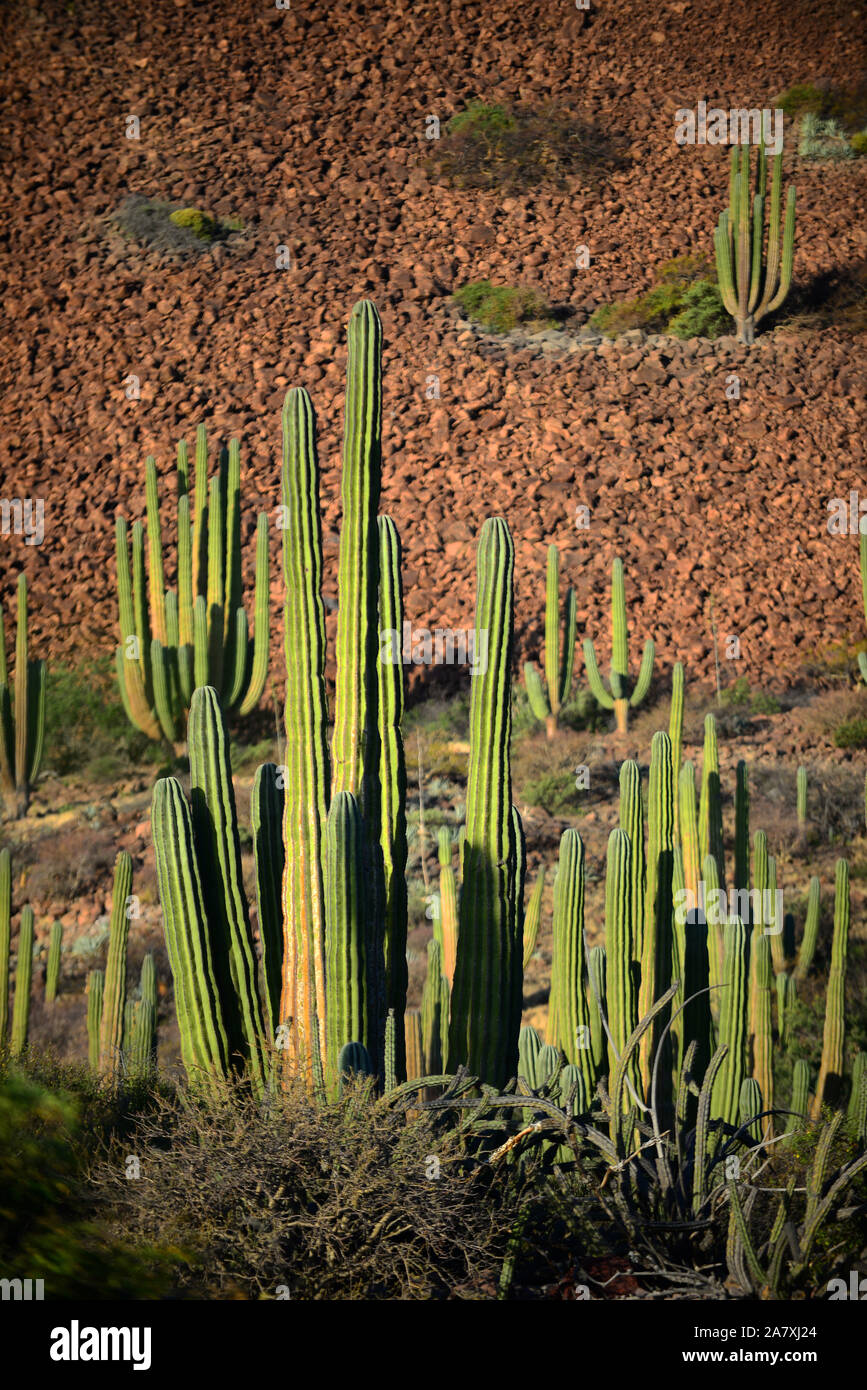 Mexican giant cardon cactus (Pachycereus pringlei) on Isla San Esteban ...