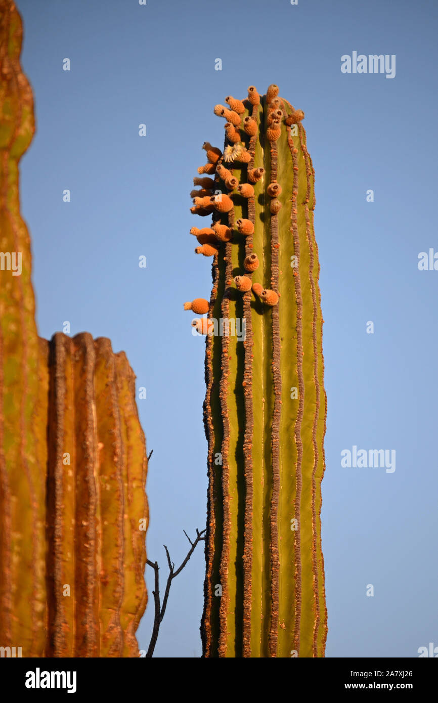Mexican giant cardon cactus (Pachycereus pringlei) on Isla San Esteban ...