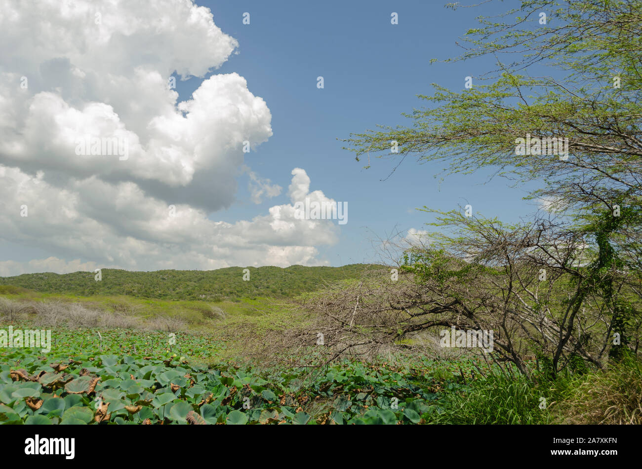 Water Lily Field In Jamaica Stock Photo - Alamy