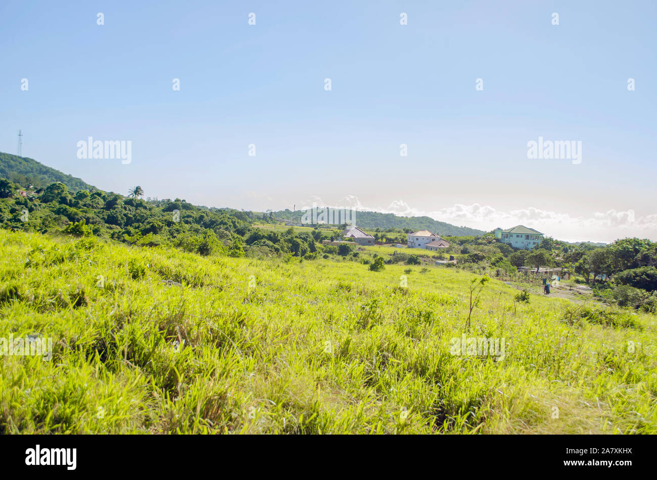 Landscape Of Guinea Grass Stock Photo - Alamy