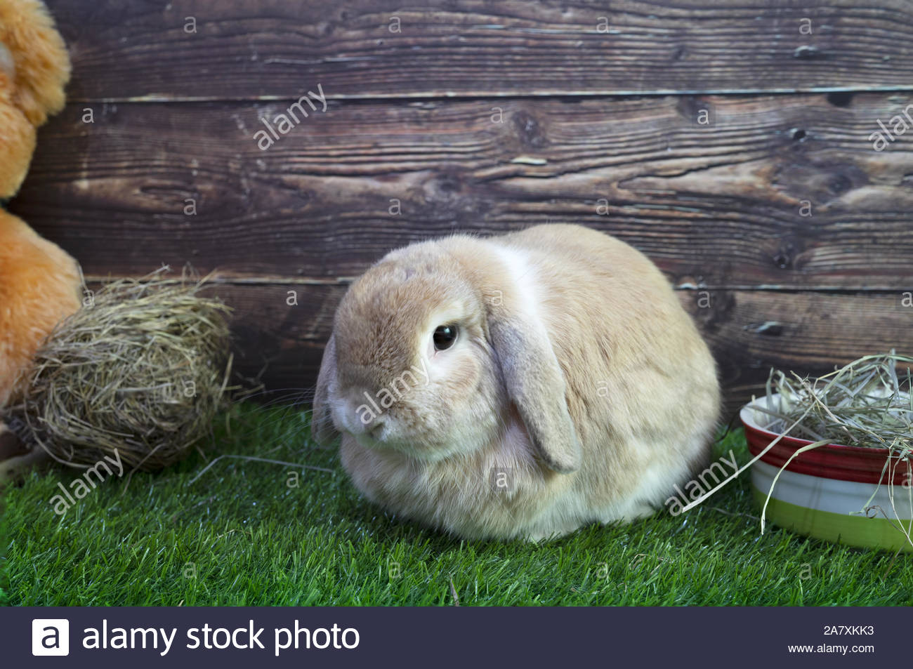 Lop Bunny High Resolution Stock Photography and Images - Alamy
