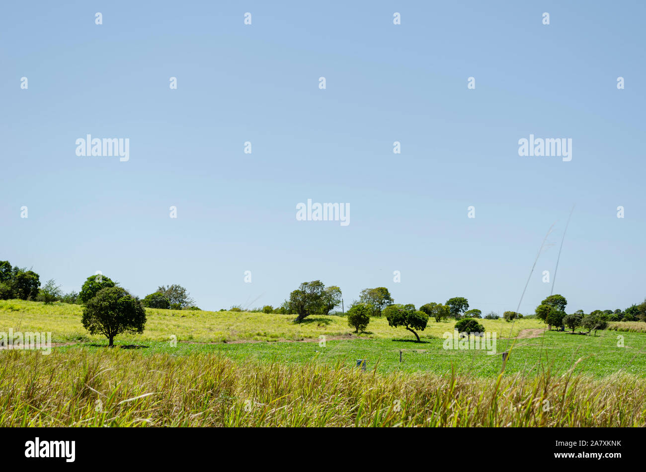Flat Grassy Landscape