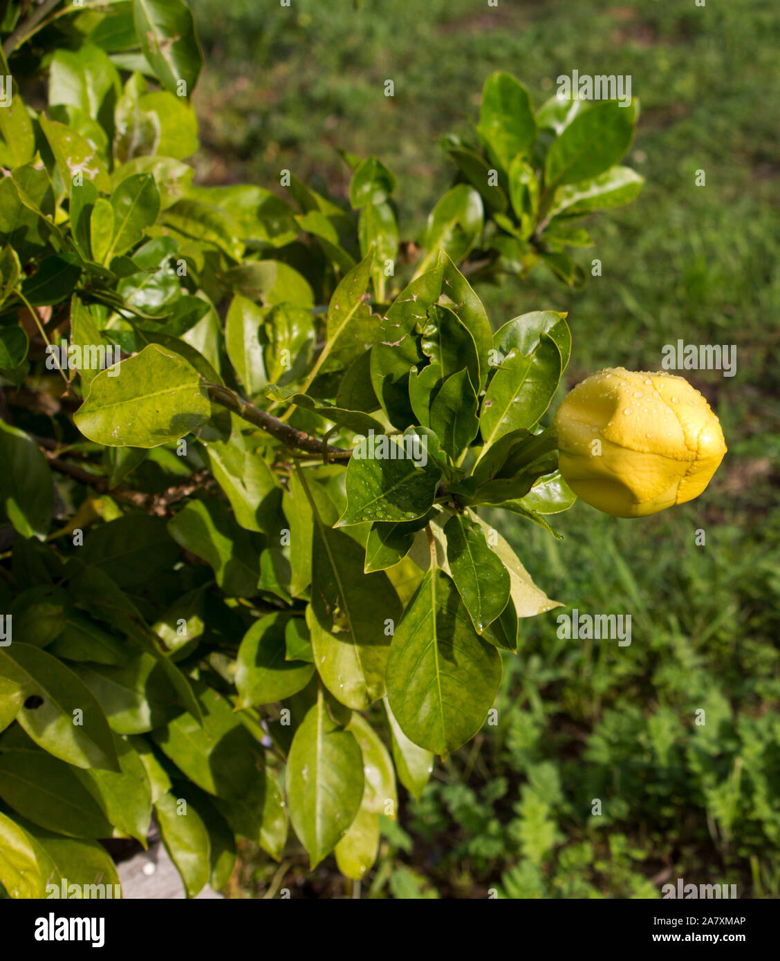 Stunning ornamental large yellow flower of Solandra maxima, Cup of Gold ...
