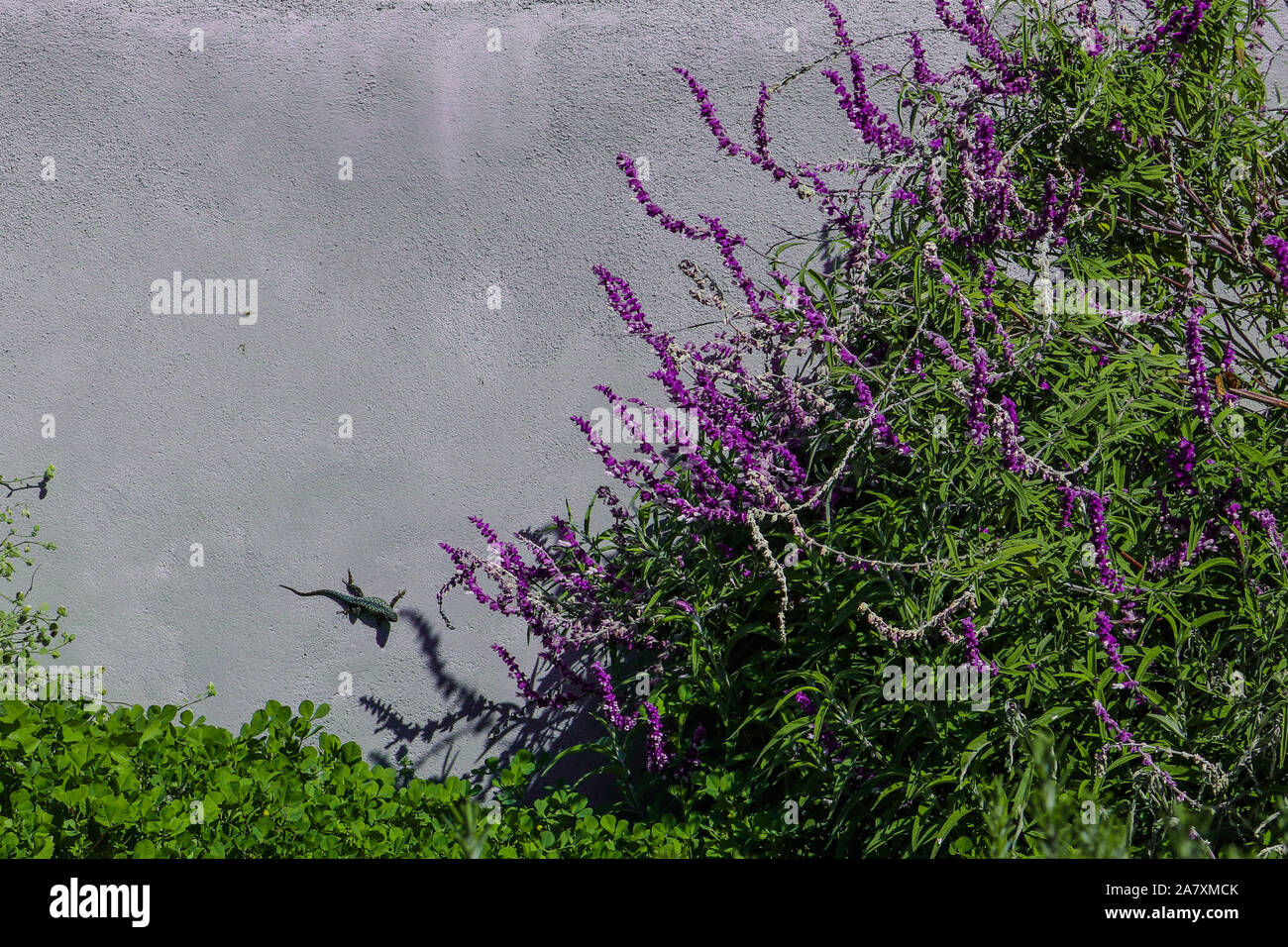 Most beautiful things hi-res stock photography and images - Alamy