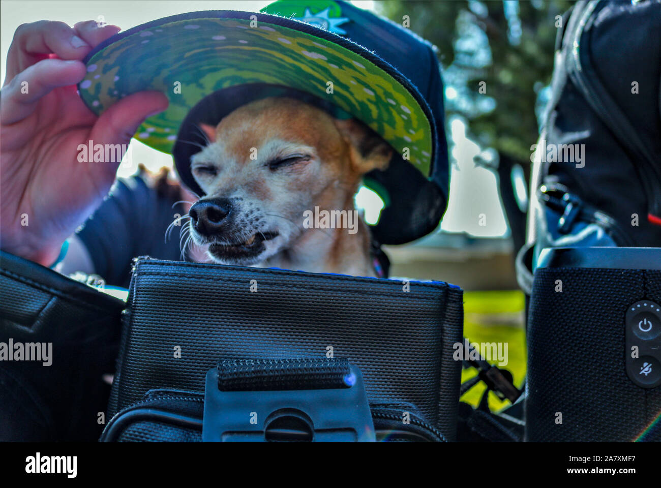 dogs wearing hats Stock Photo - Alamy