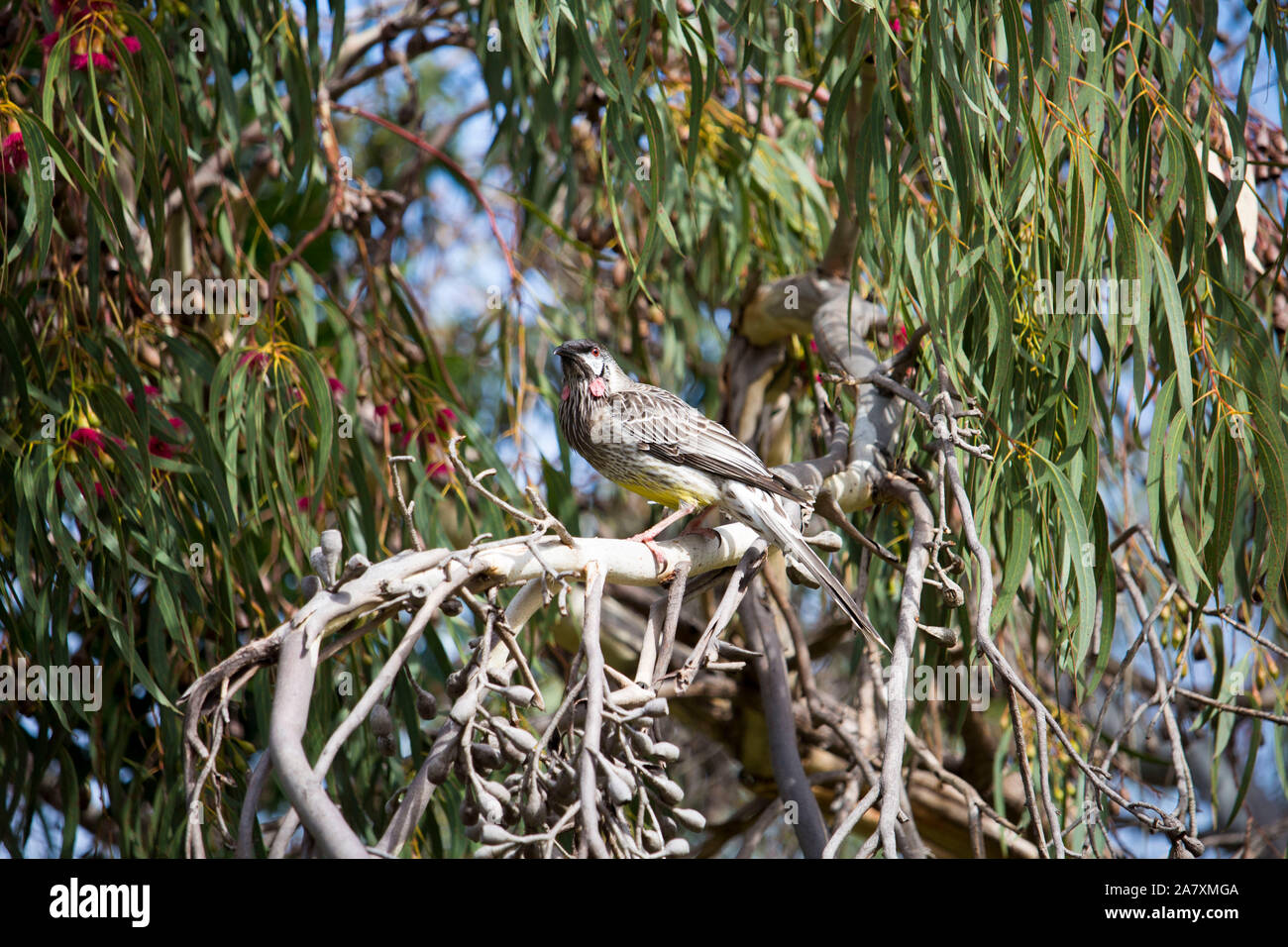 A large noisy Red Wattlebird (Anthochaera carunculata), Barkingbird or ...