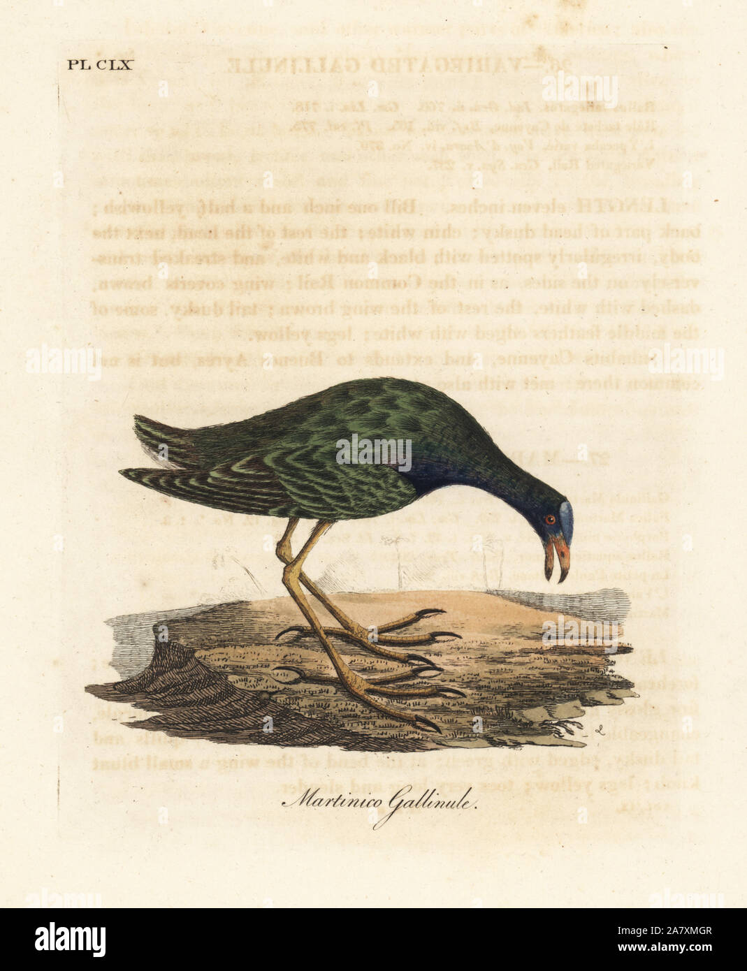 Purple gallinule, Porphyrio martinicus (Martinico gallinule, Gallinula ...