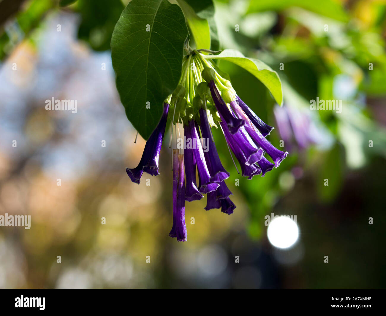 Deep purple decorative trumpet shaped flowers of Iochroma cyanea Royal ...