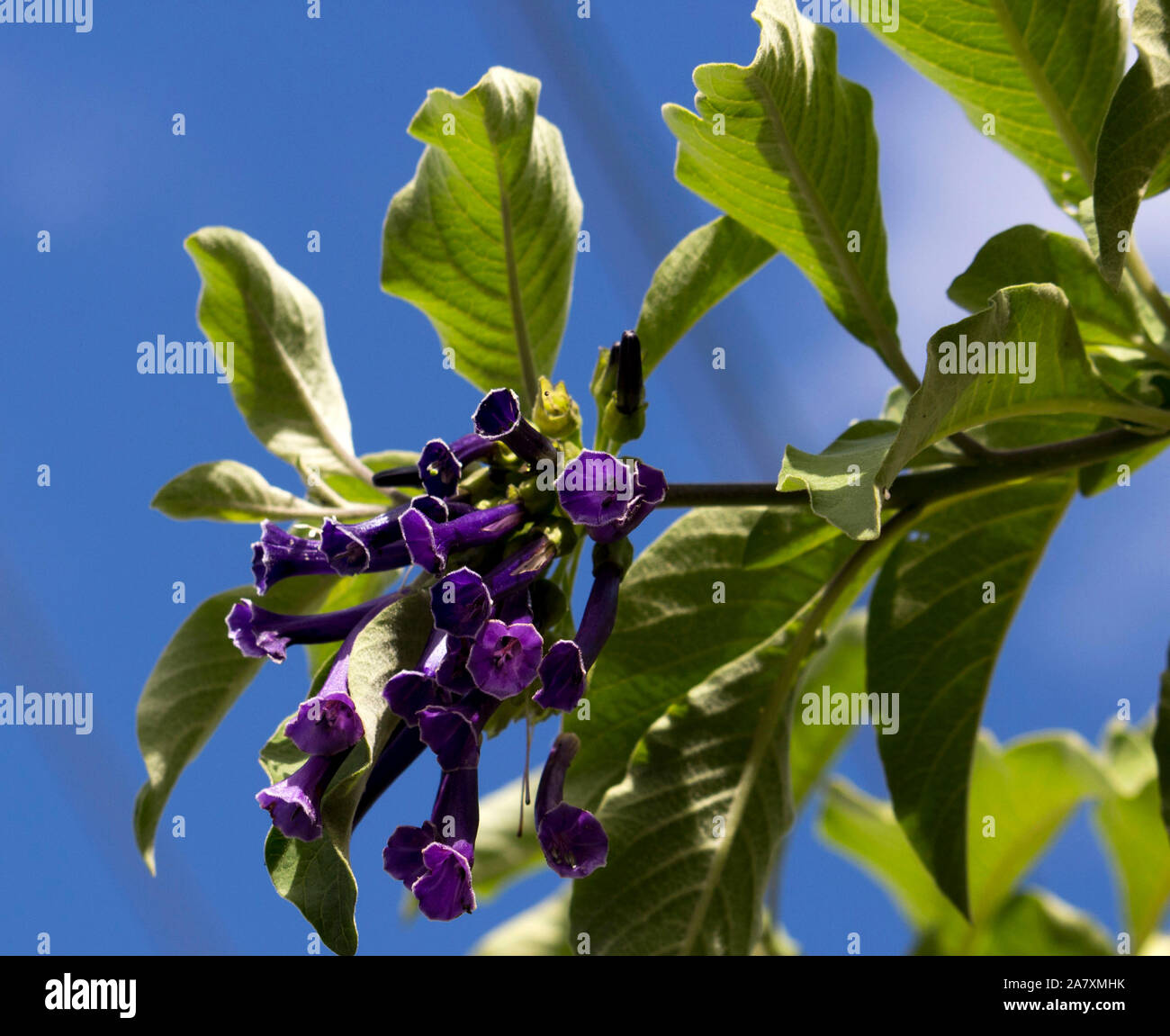 Deep purple decorative trumpet shaped flowers of Iochroma cyanea Royal ...