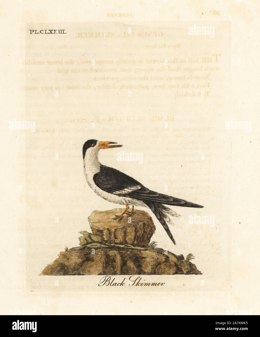 Rynchops Nigra High Resolution Stock Photography and Images - Alamy