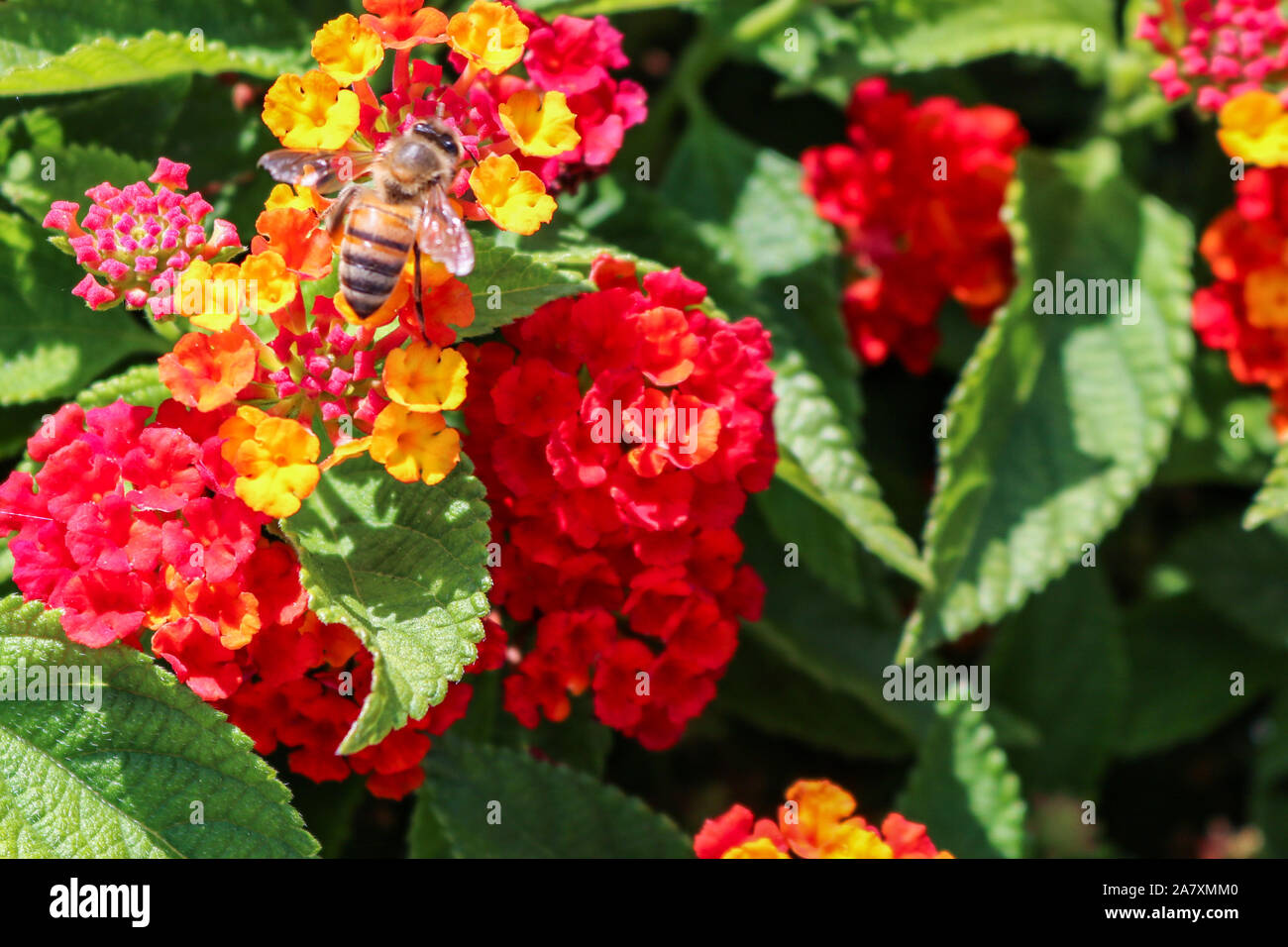 Pollinating bees hi-res stock photography and images - Alamy