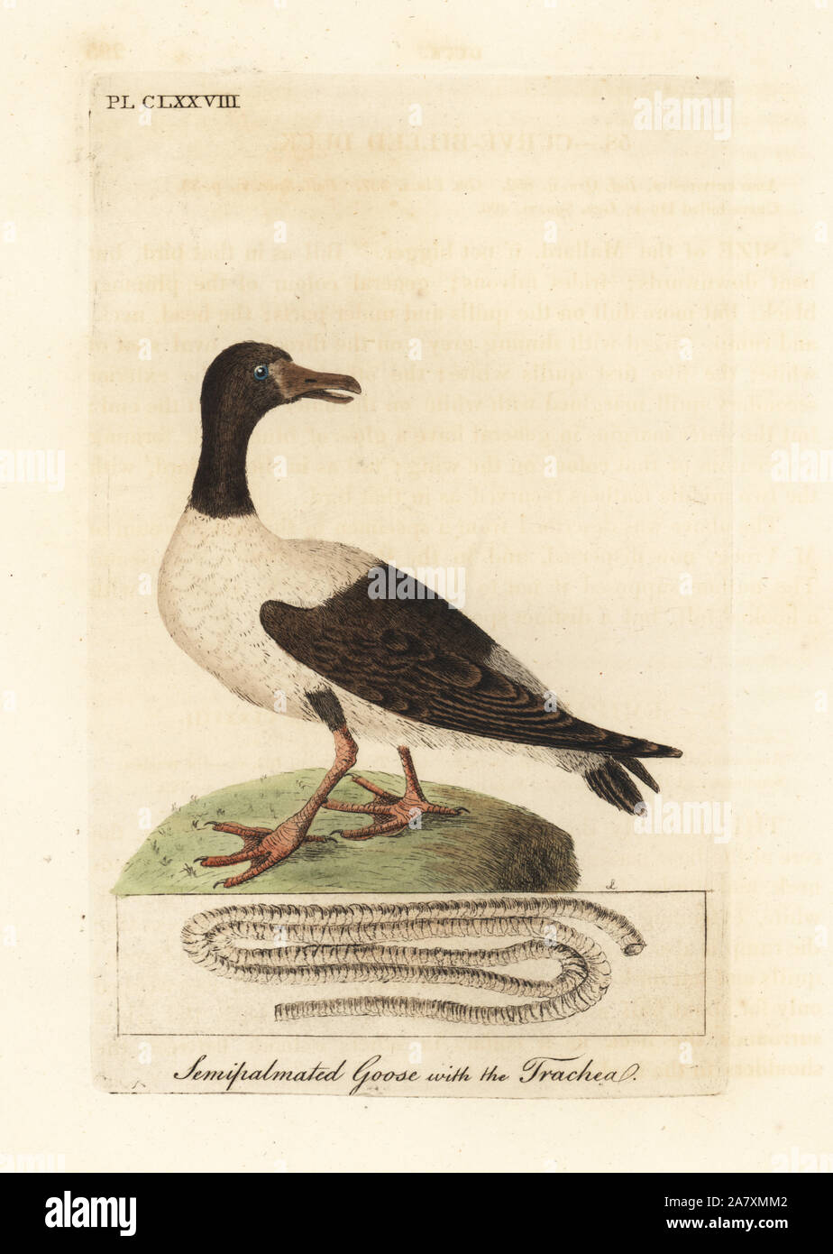 Magpie goose, Anseranas semipalmata, and anatomical detail of its ...