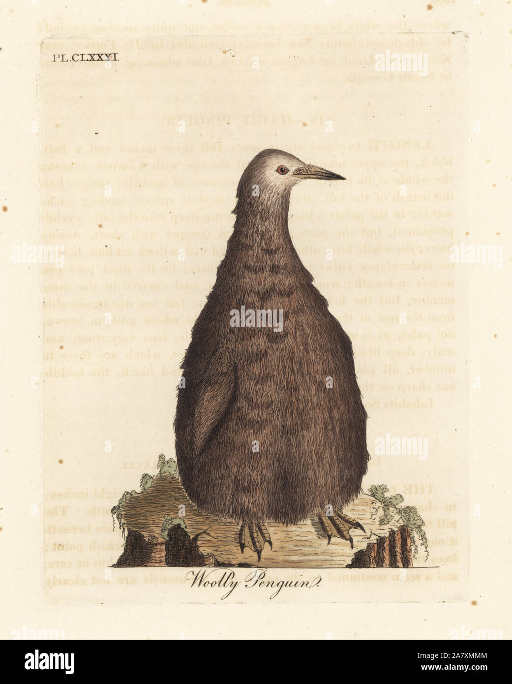 King penguin, Aptenodytes patagonicus, juvenile (Woolly penguin ...