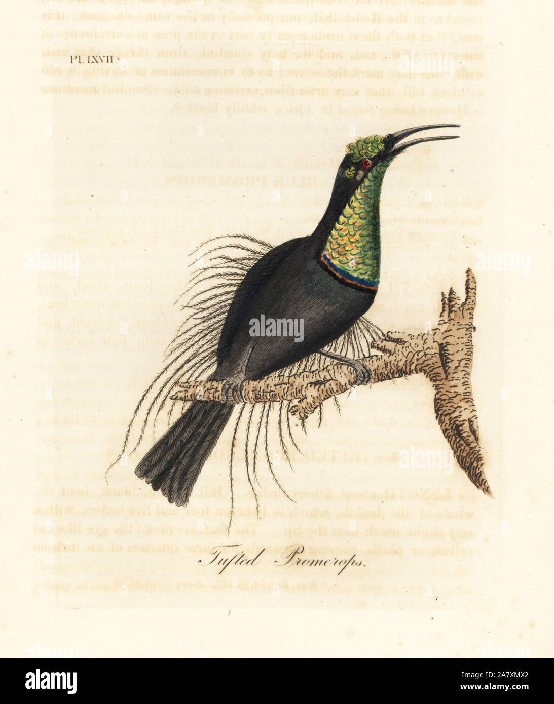 Magnificent riflebird, Ptiloris magnificus (Tufted promerops). Drawn ...