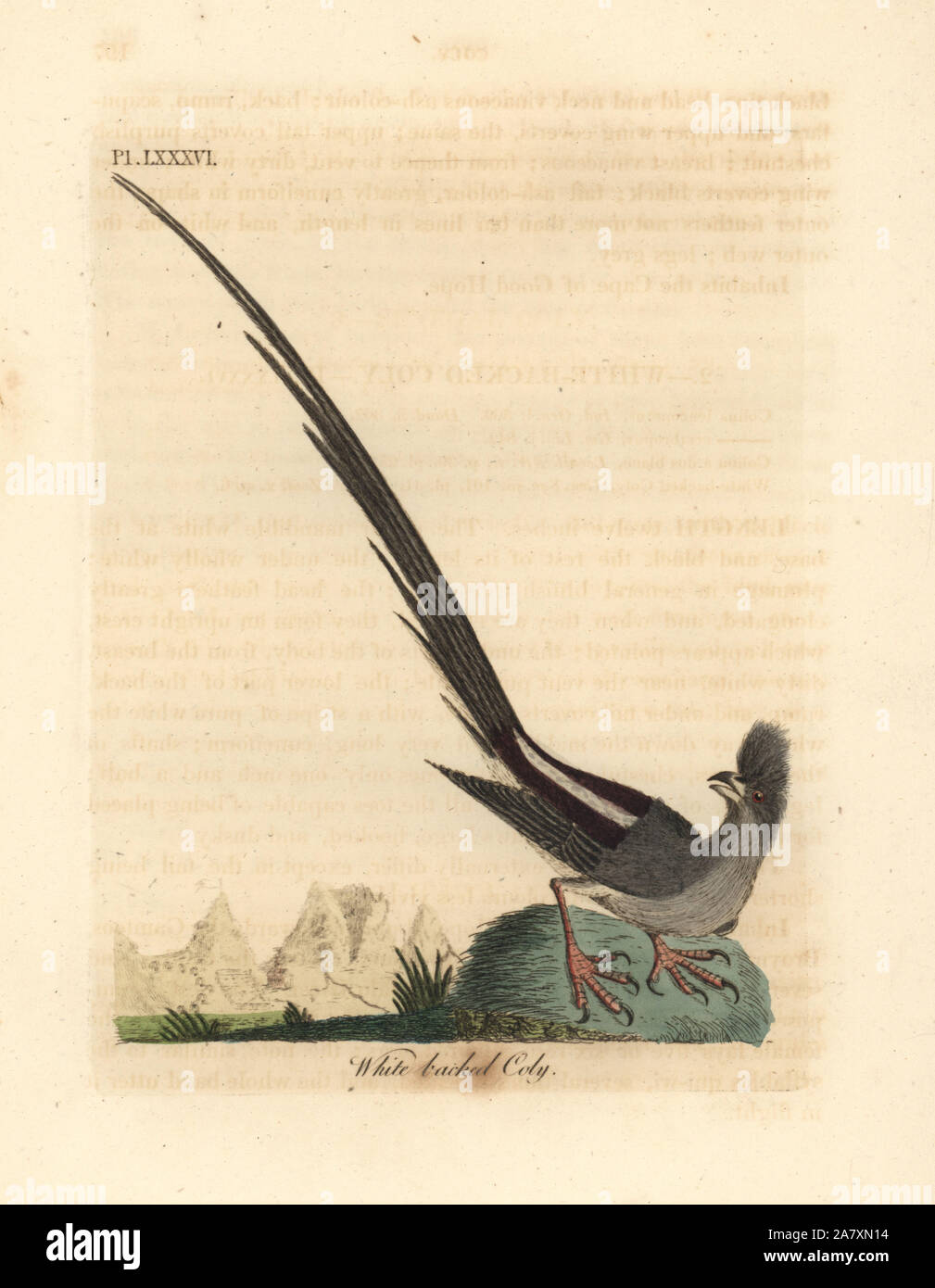 White-backed mousebird, Colius colius (White-backed coly, Colius ...