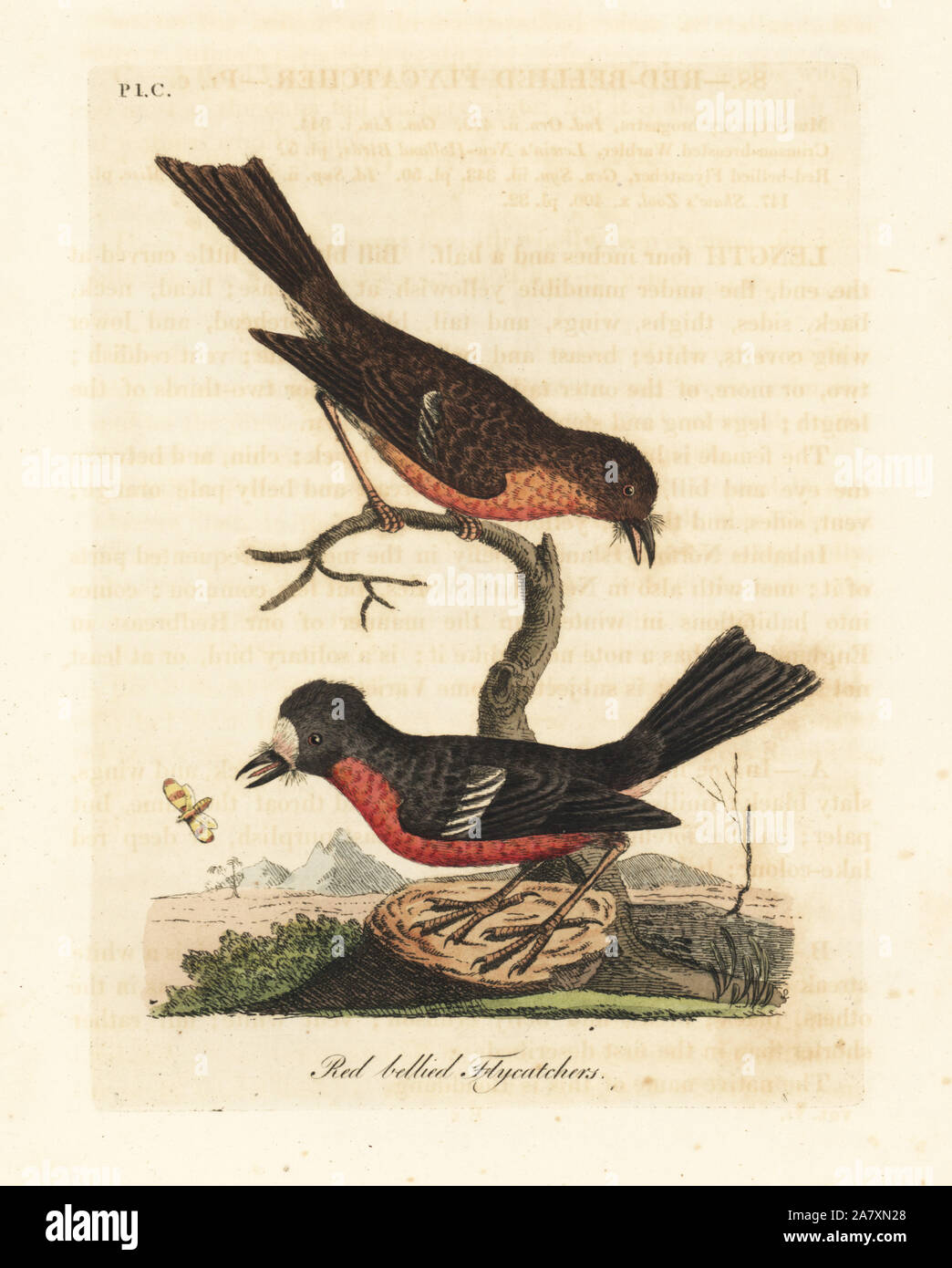 Norfolk pacific robin hi-res stock photography and images - Alamy