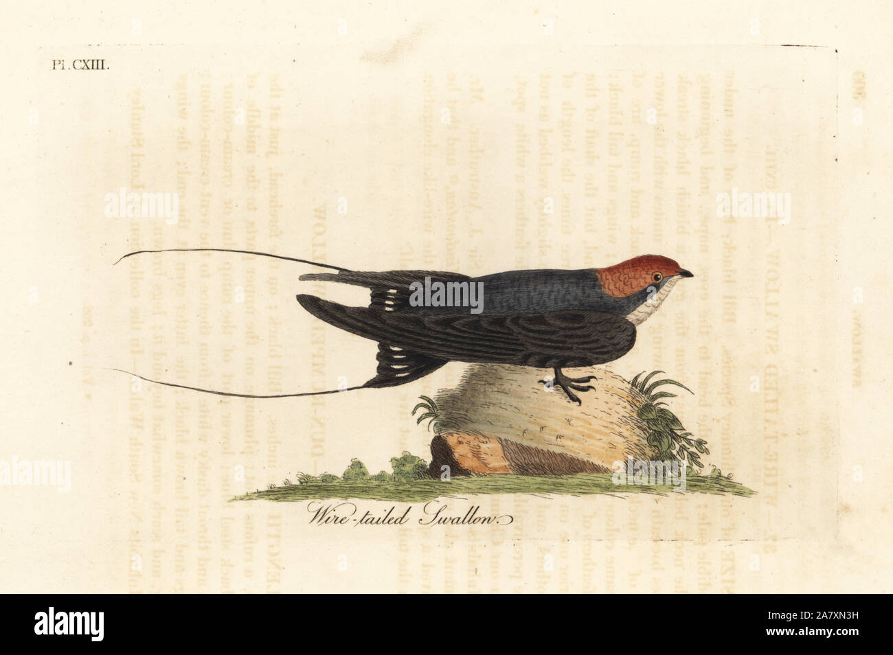 Wire-tailed swallow, Hirundo smithii. Handcoloured copperplate drawn ...