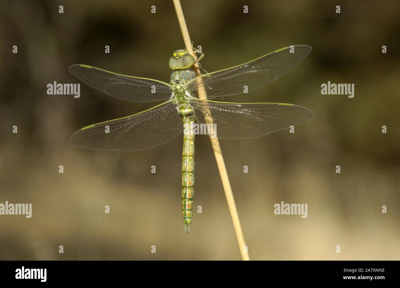 Australian dragonflies hi-res stock photography and images - Alamy