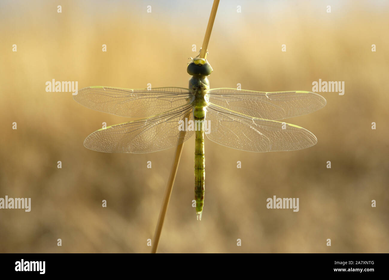 Australian dragonflies hi-res stock photography and images - Alamy