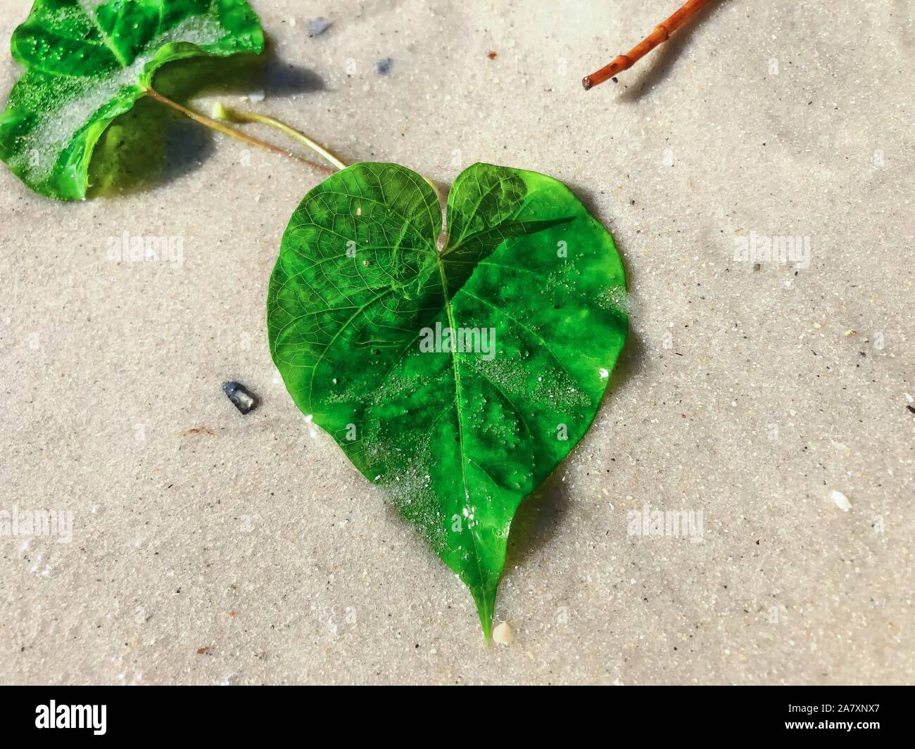 Heart shaped leaf on Jupiter Island beach, Florida Stock Photo - Alamy