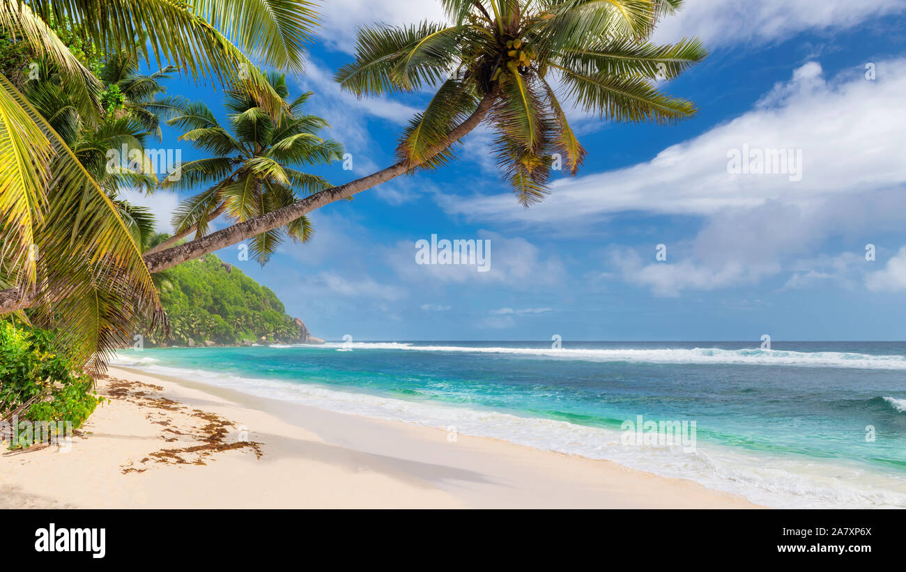 Exotic tropical beach Stock Photo - Alamy