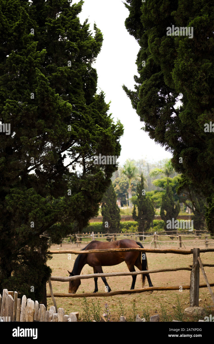 Horse eating tree hi-res stock photography and images - Alamy