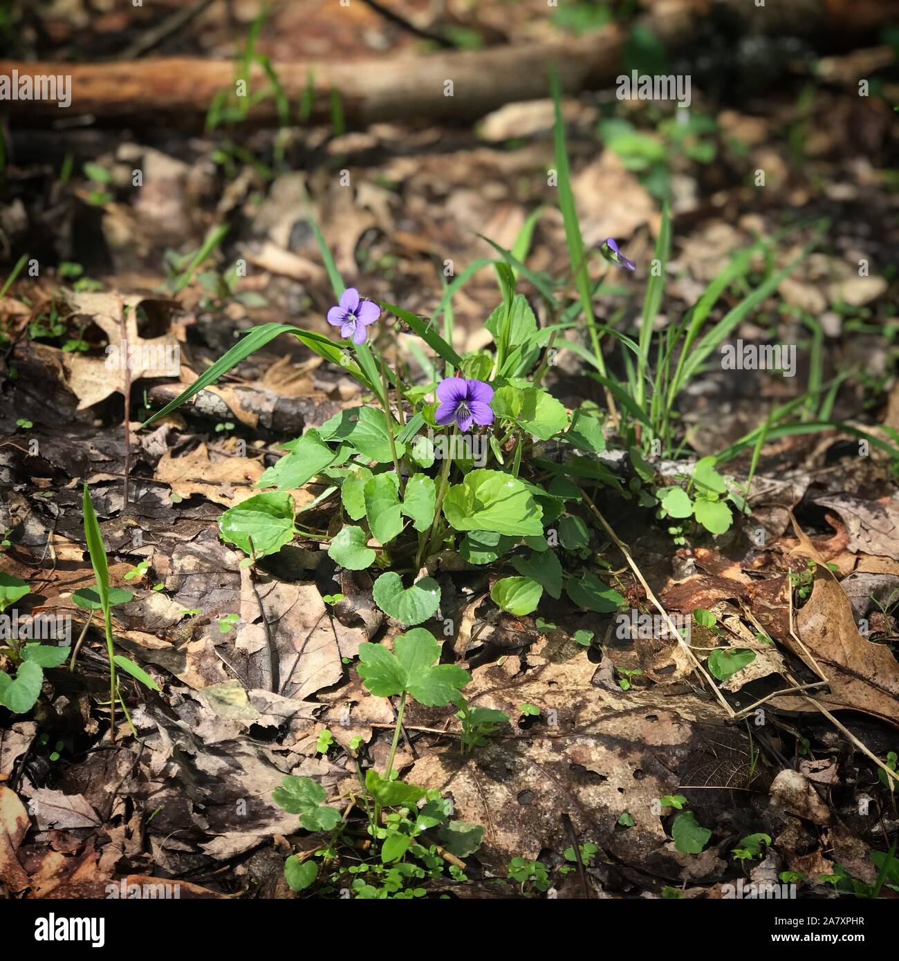 Healthy, wild violet plant growing on the ground in the woods Stock ...