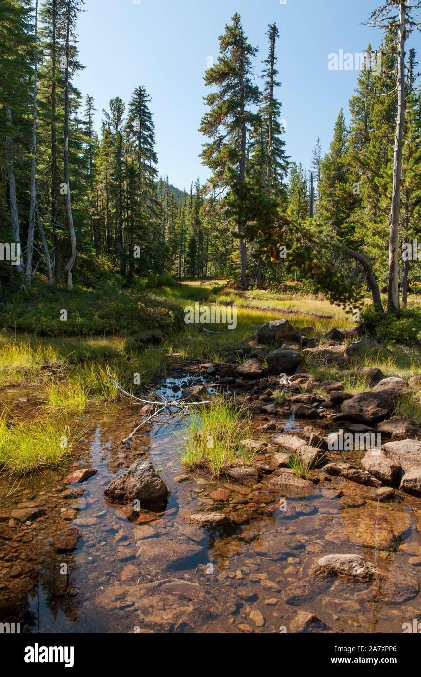 One of the pleasant spots alongside Timber Lake Trail #733 in Oregon's ...