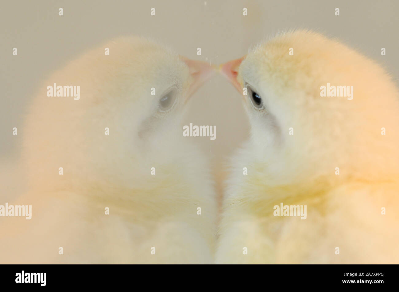 Young yellow chicks newly hatch in an incubators under observation with ...