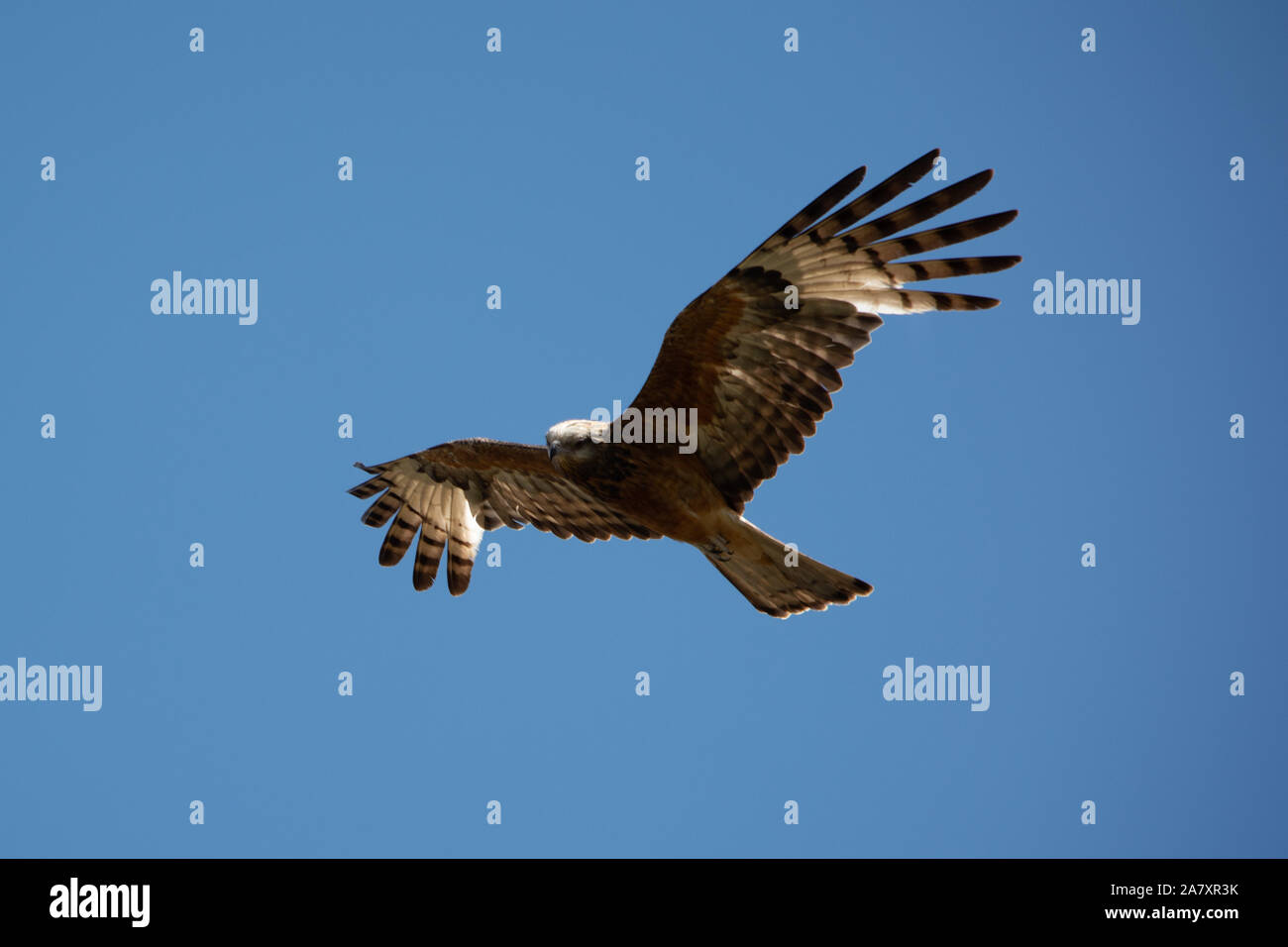 Bird Wing Outstretched High Resolution Stock Photography and Images - Alamy