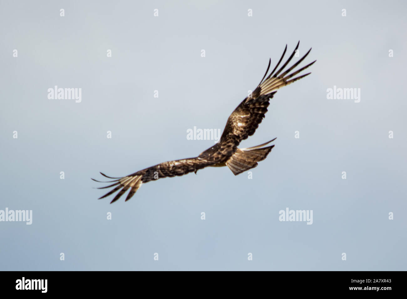 Osprey in flight Stock Photo - Alamy