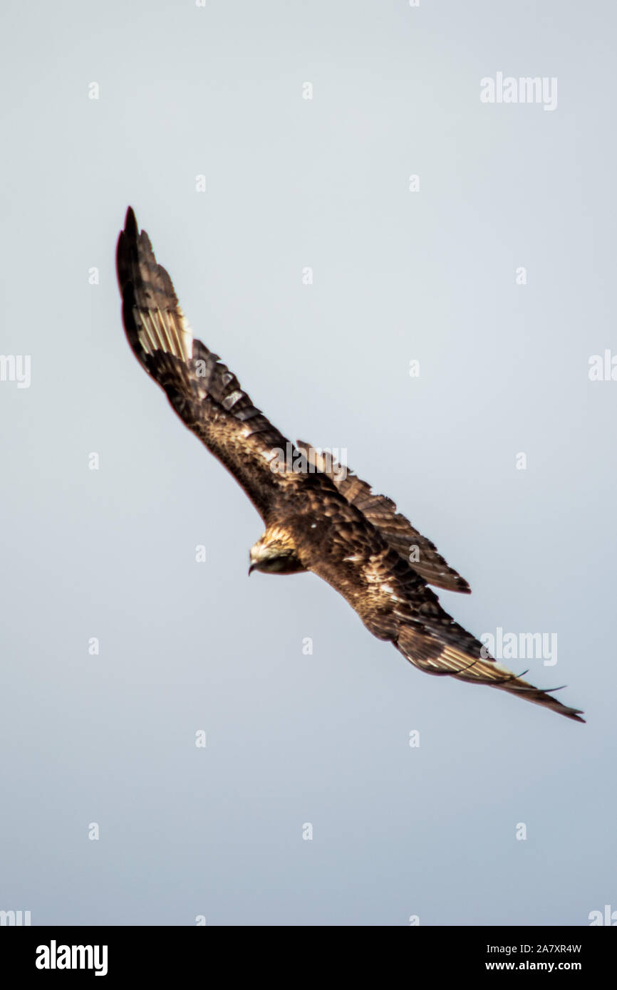 Osprey in flight Stock Photo - Alamy