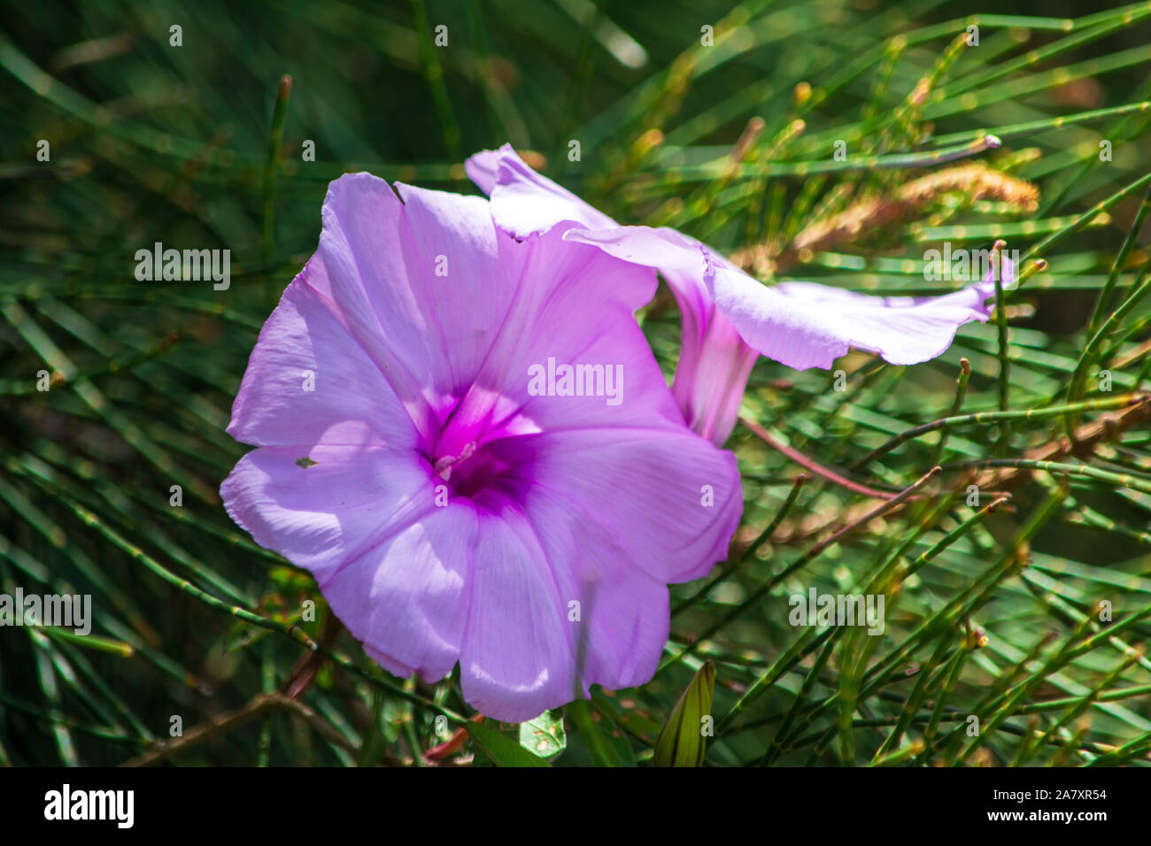 Railroad vine ipomoea pes caprae hi-res stock photography and images ...