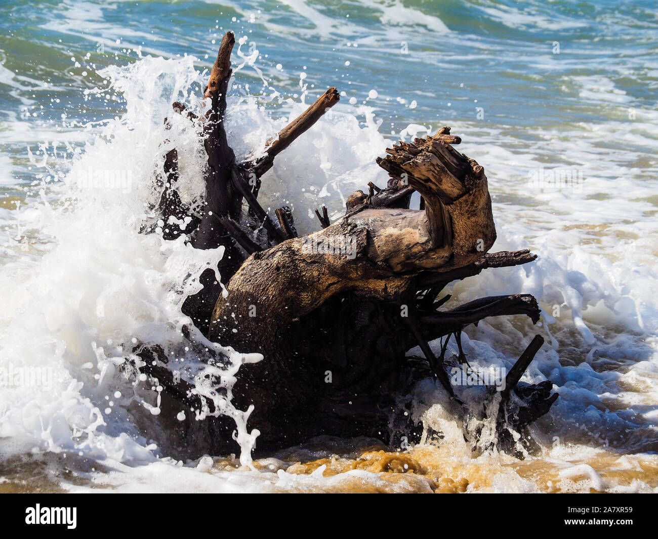Dead tree washed up on beach hi-res stock photography and images - Alamy