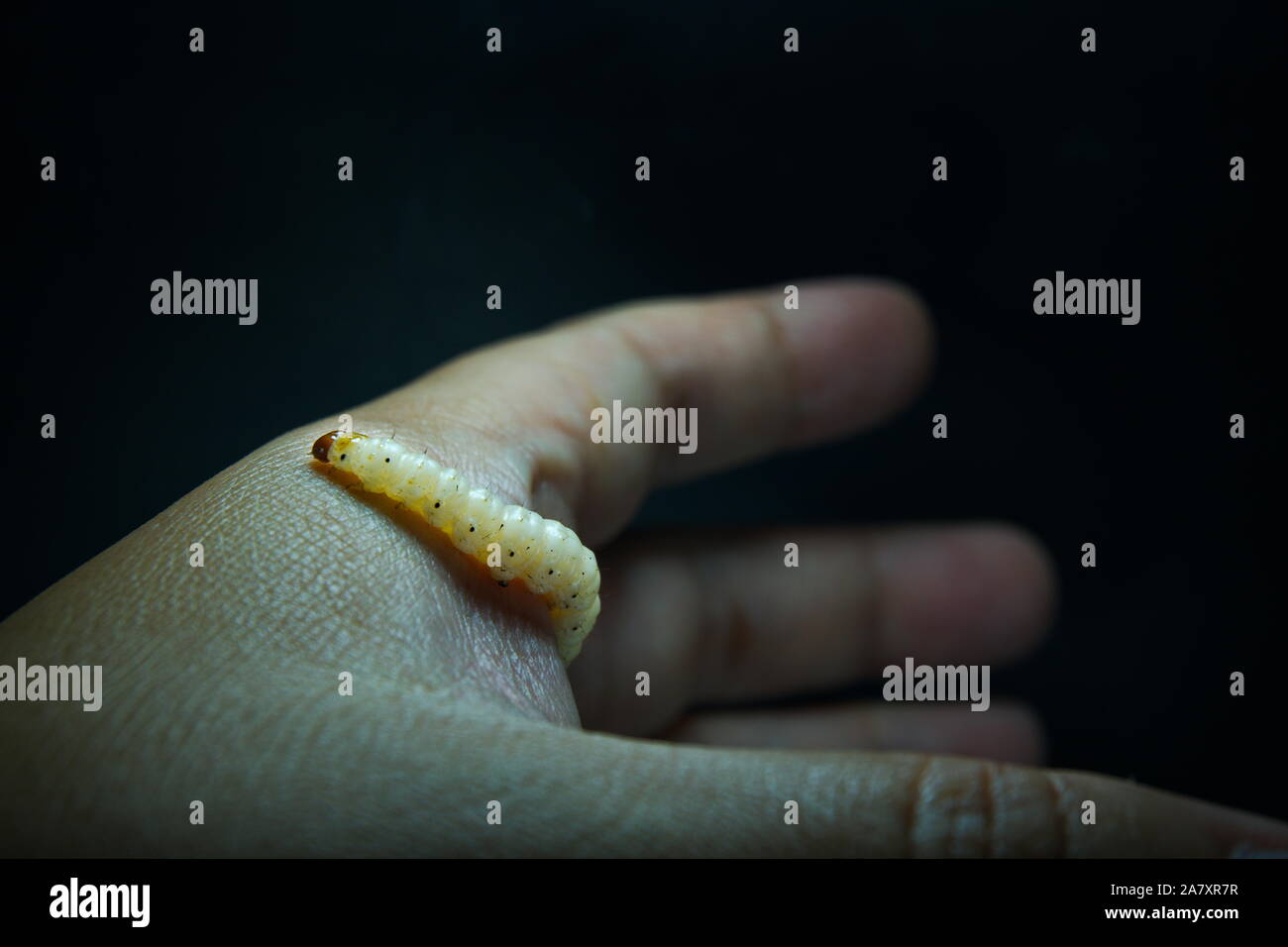 Bamboo worm put on a human hand, use as scary or Halloween background ...