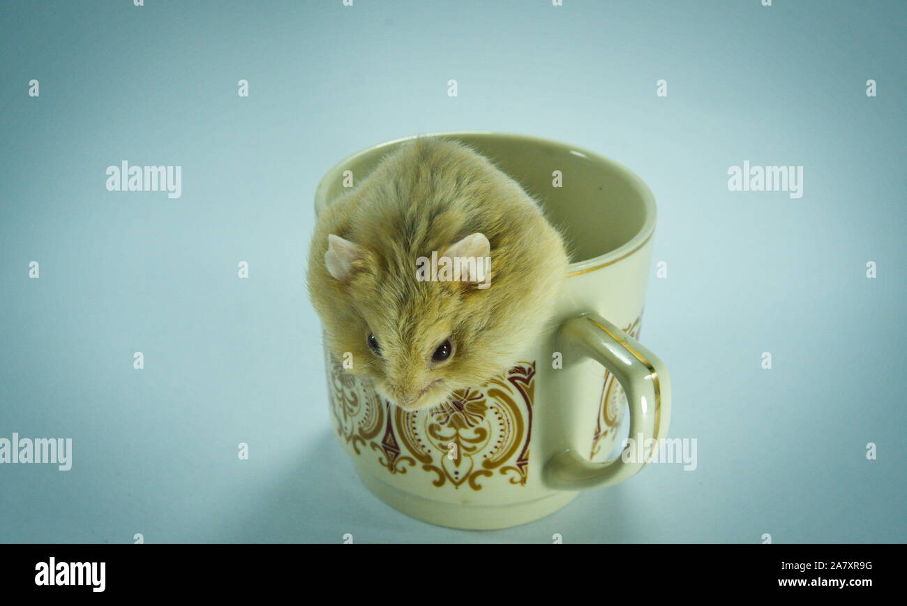 Hamster peeking out of a coffee cup Stock Photo - Alamy