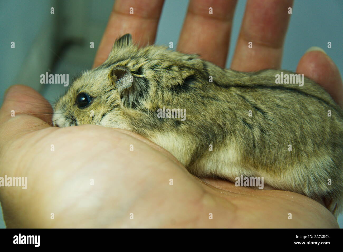 Cute exotic female brown dwarf hamster standing on owners' hands ...