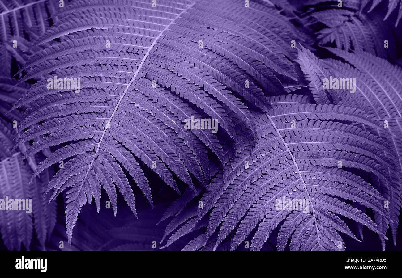 Ultra Violet dark and moody backdrop for your design. Top view. Top ...