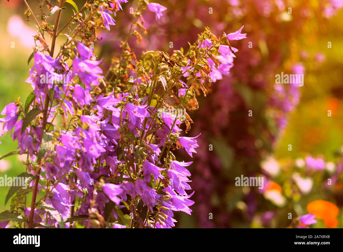 Garden bell flowers in the summer garden close-up. Retro style toned ...