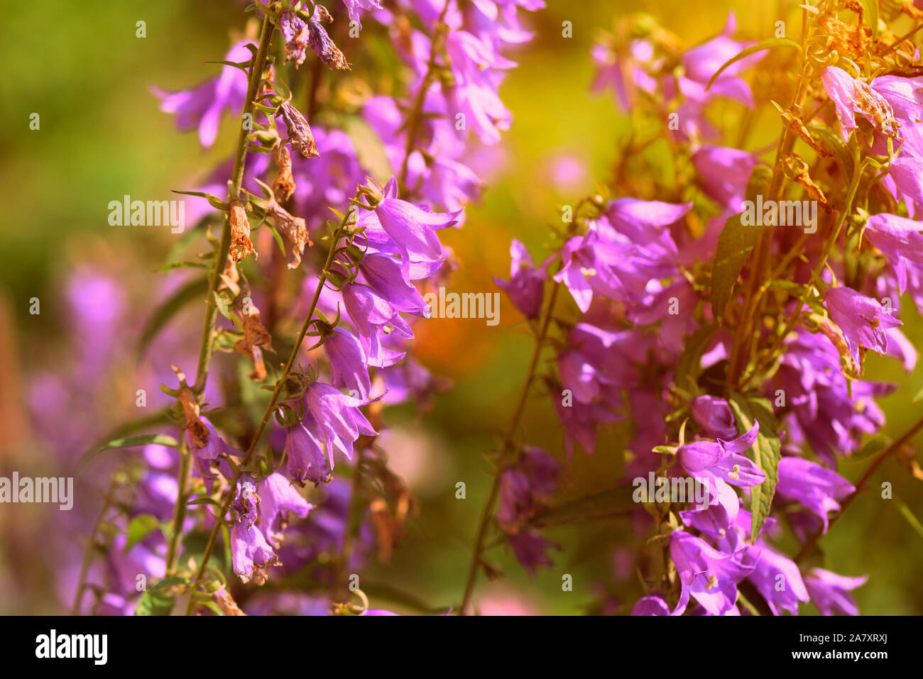 Garden bell flowers in the summer garden close-up. Retro style toned ...