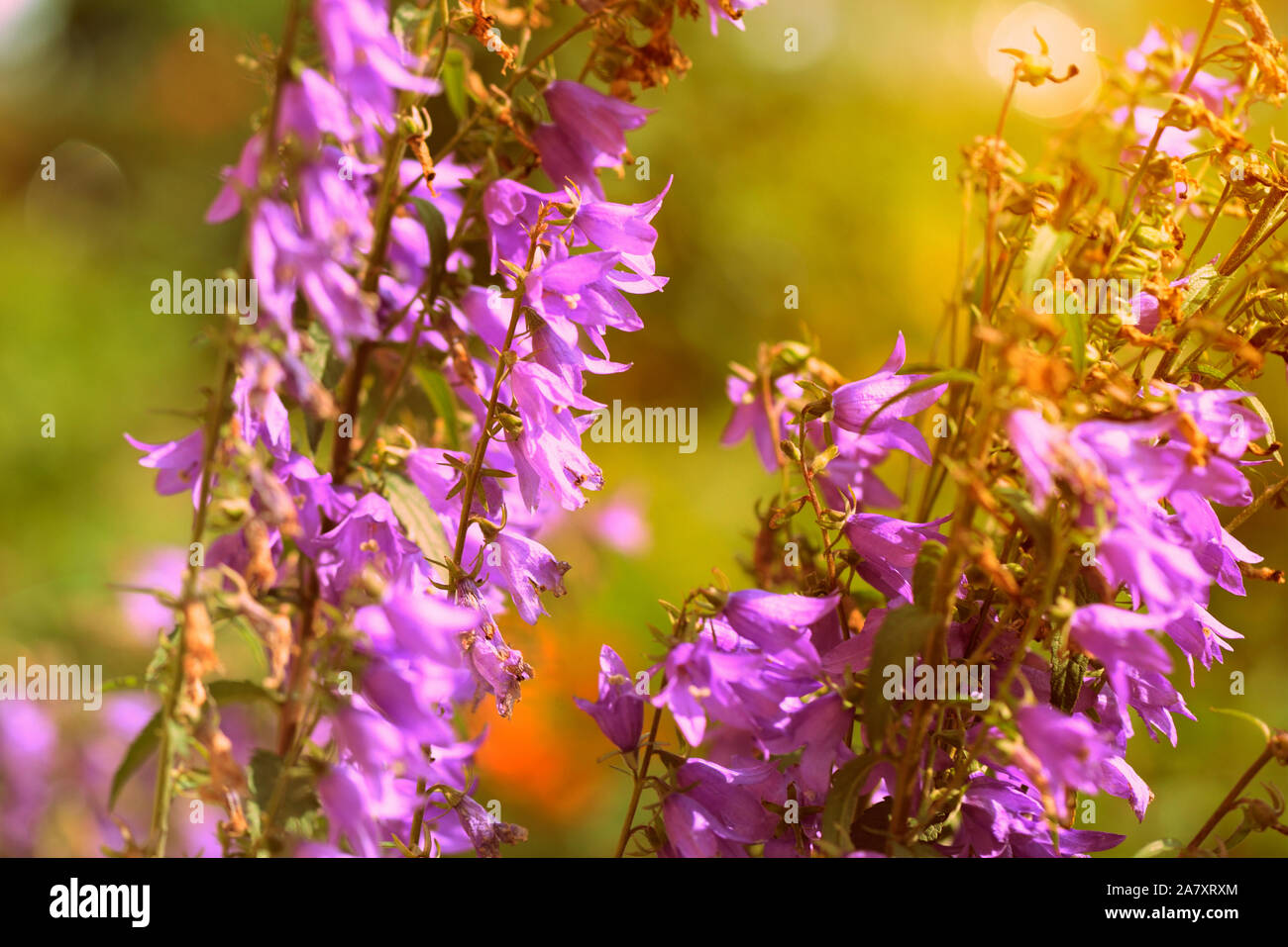 Garden bell flowers in the summer garden close-up. Retro style toned ...