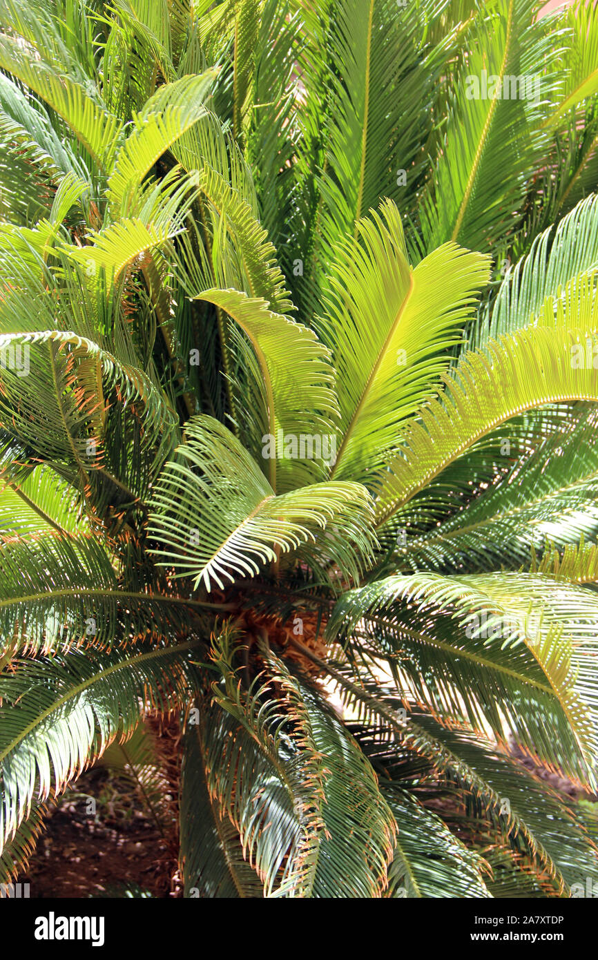 Cycas tree with lush branches and leaves. Lush vegetation in jungle ...