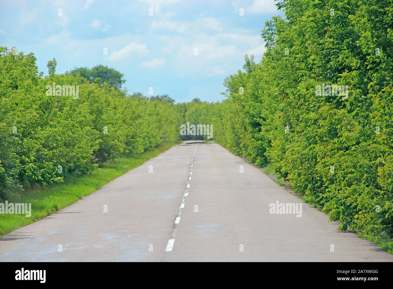 Overgrown highway. Road with dense vegetation on sides. Empty highway ...