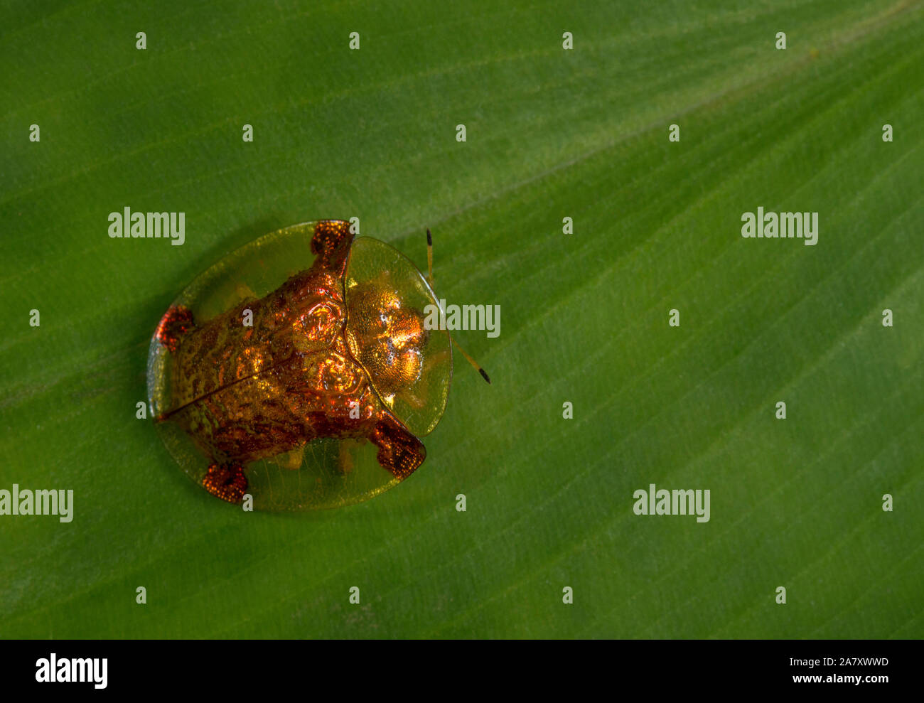 Tortoise Beetle, Lonavala, Maharashtra, India Stock Photo - Alamy