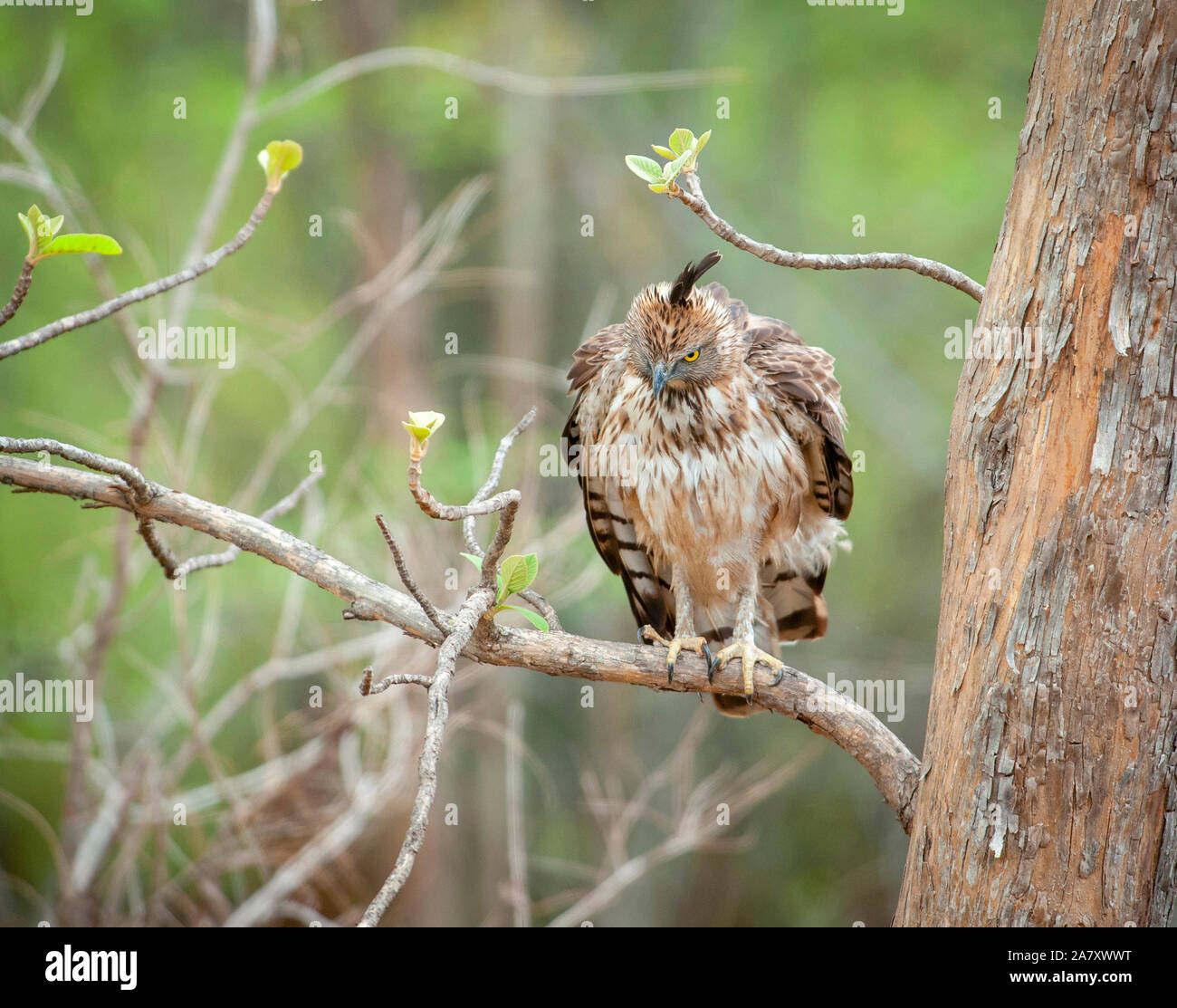 Changeable hawk-eagle or crested hawk-eagle, Nisaetus cirrhatus, Tadoba ...