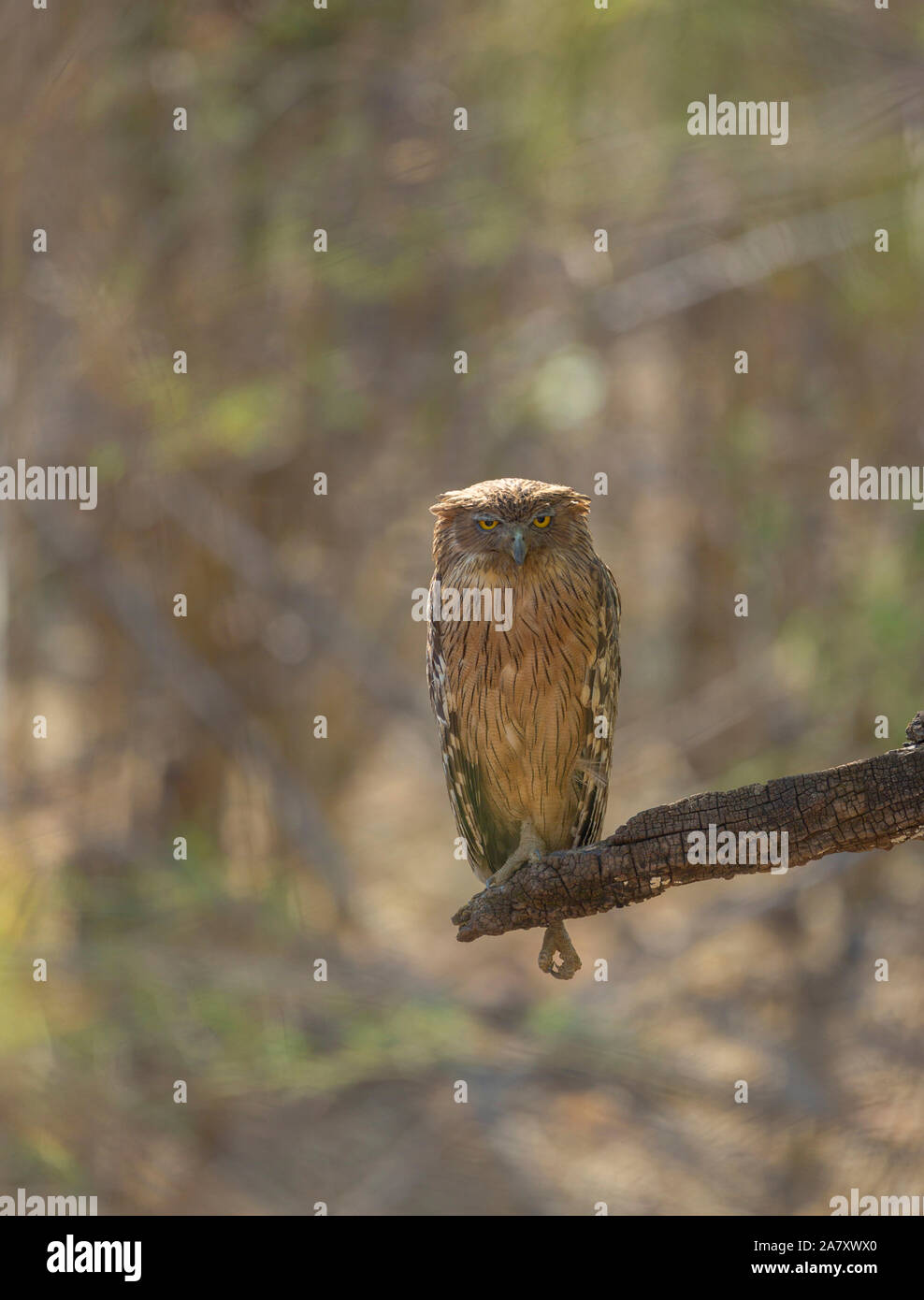 Brown Fish Owl, Bubo zeylonensis, Tadoba, Maharashtra, India Stock ...